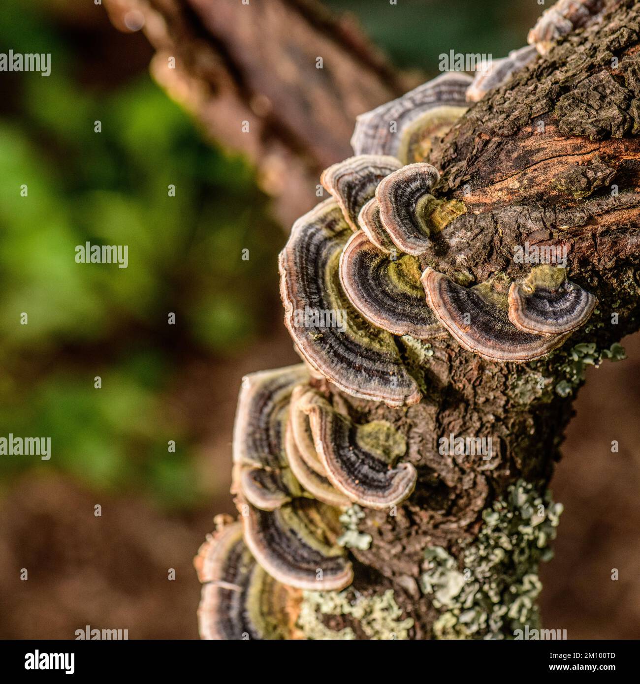 Rainbow Fungus growing on dead Peach tree trunk Stock Photo - Alamy