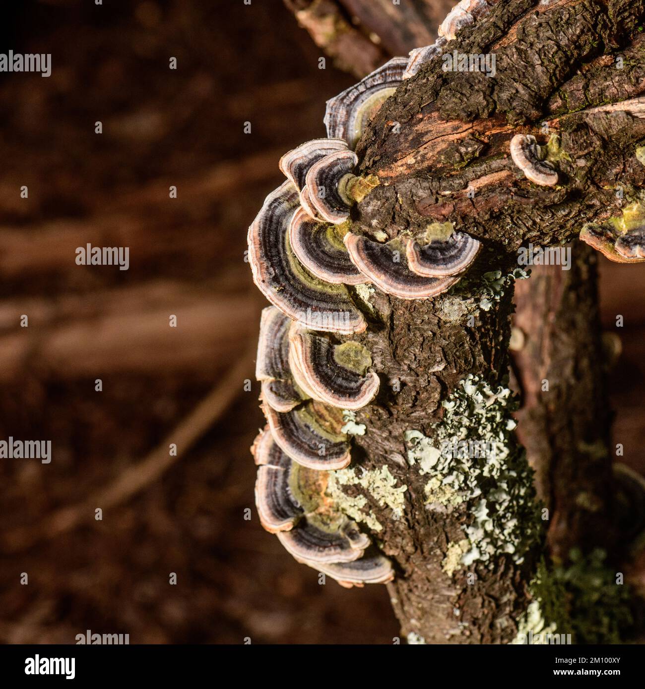 Rainbow Fungus growing on dead Peach tree trunk Stock Photo - Alamy
