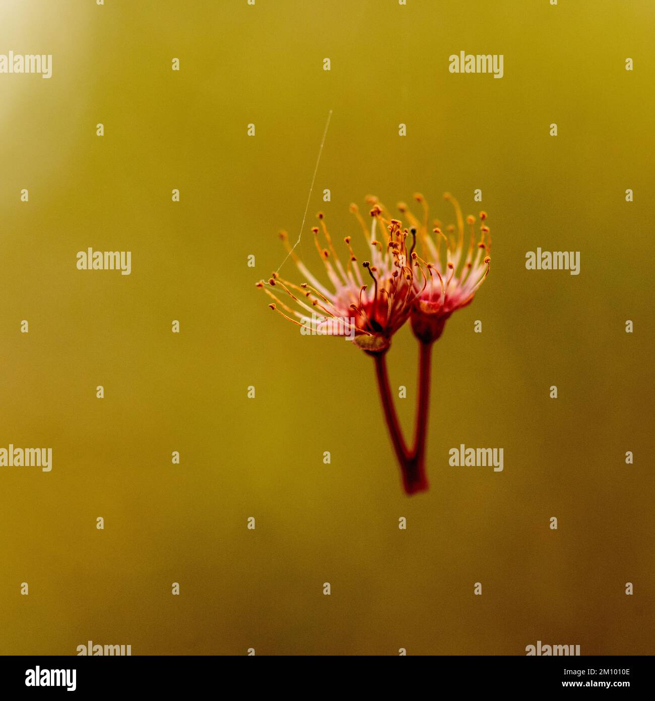 A single Spring Blossom suspended by a thread of Spider web Stock Photo ...