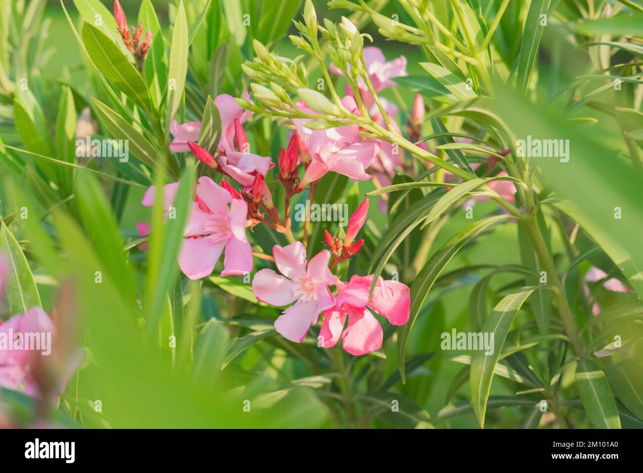Pink oleander flowers immersed in greenery in Turkey Stock Photo - Alamy