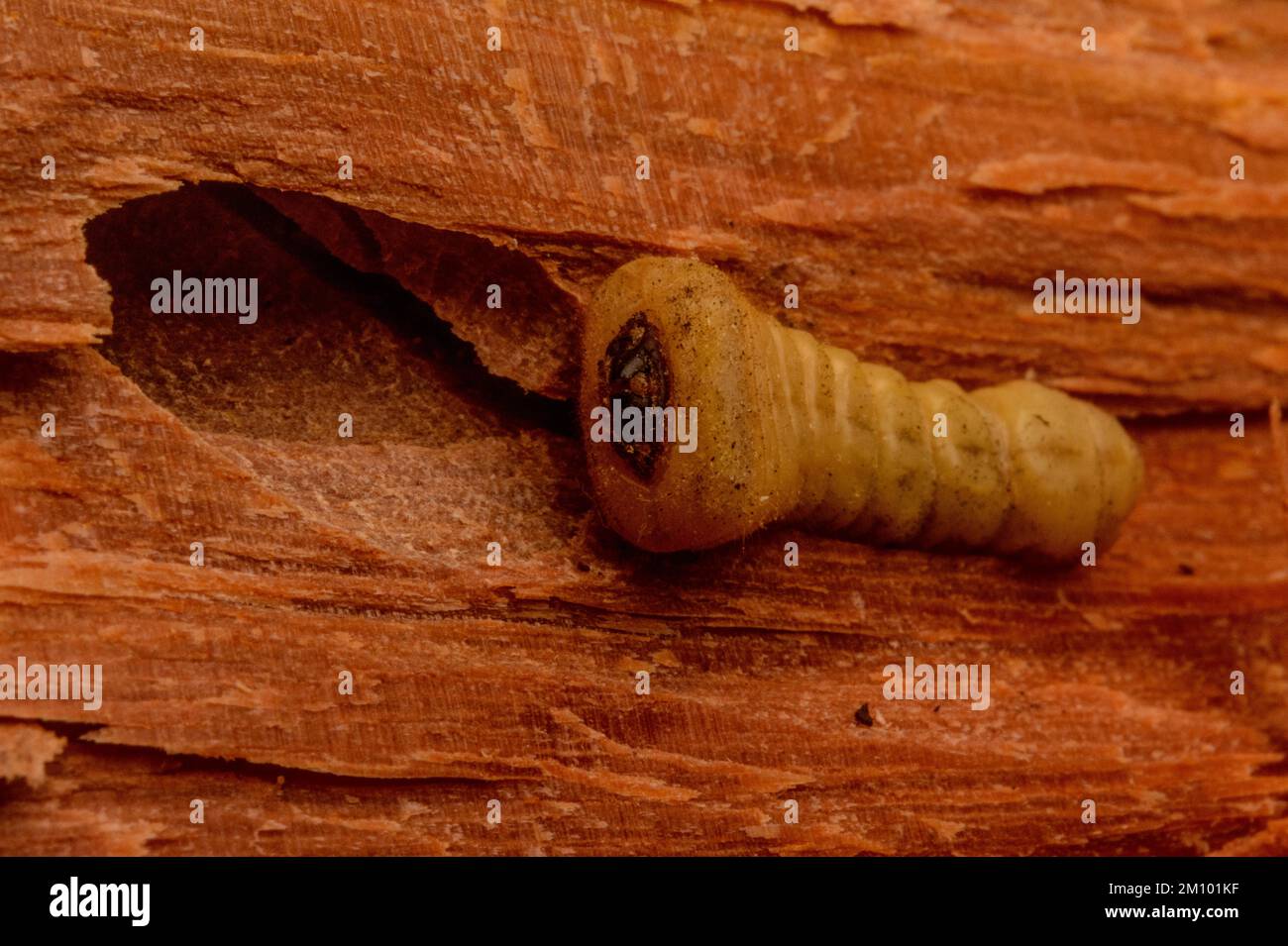 Wood borer Beetle Larvae Stock Photo - Alamy
