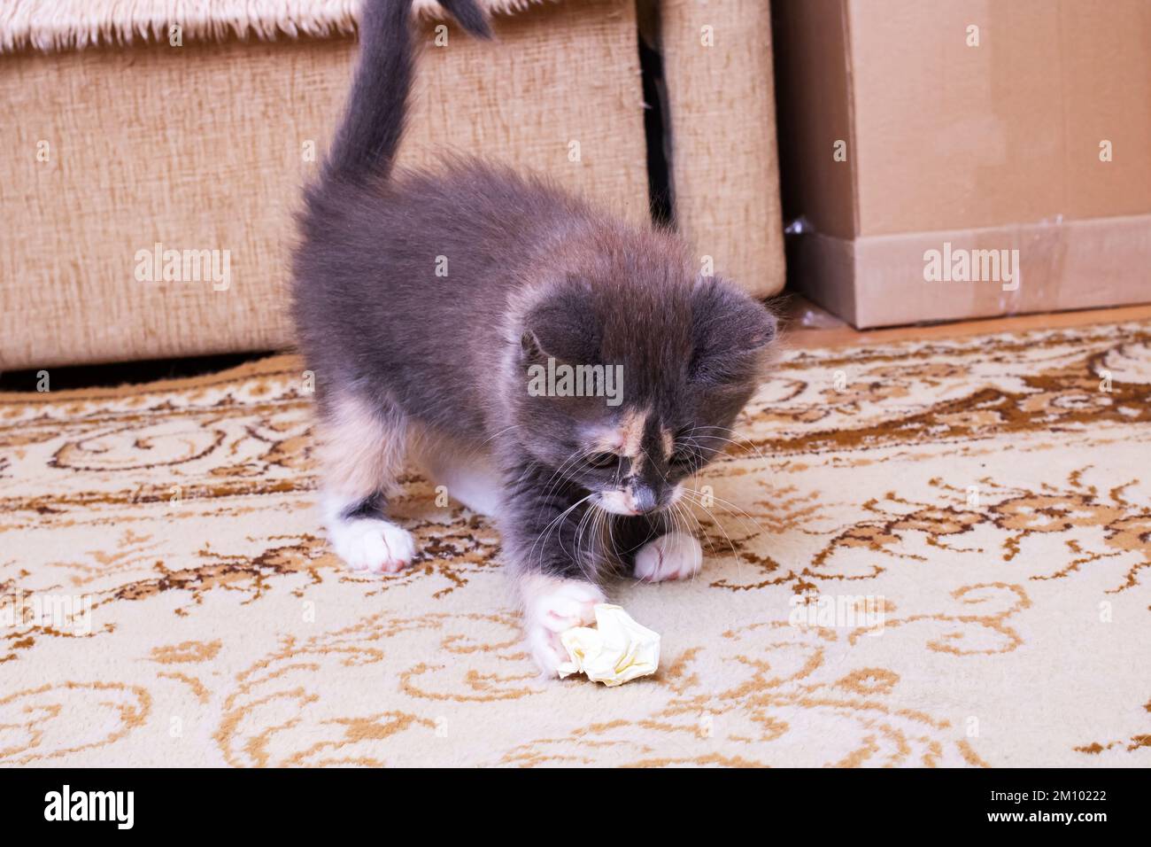 Small grey white kitten in the room close up Stock Photo - Alamy