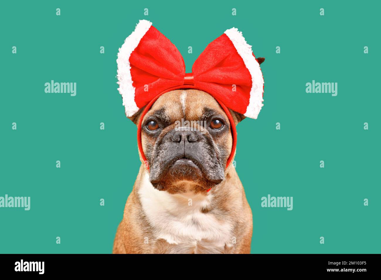 Fawn French Bulldog dog wearing big red Christmas ribbon on head on ...