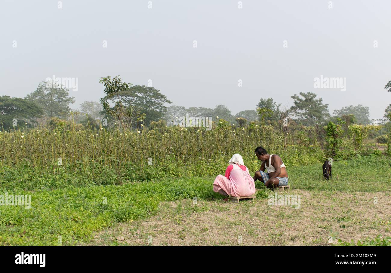 A man and an women collection green leafy vegetables from their ...