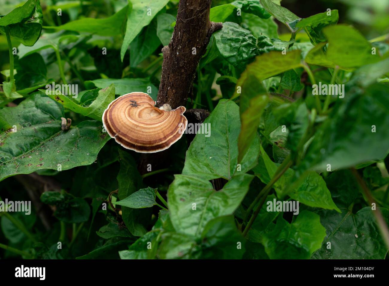 a variety of microporus fungi at the forests of Nilachal hills at ...