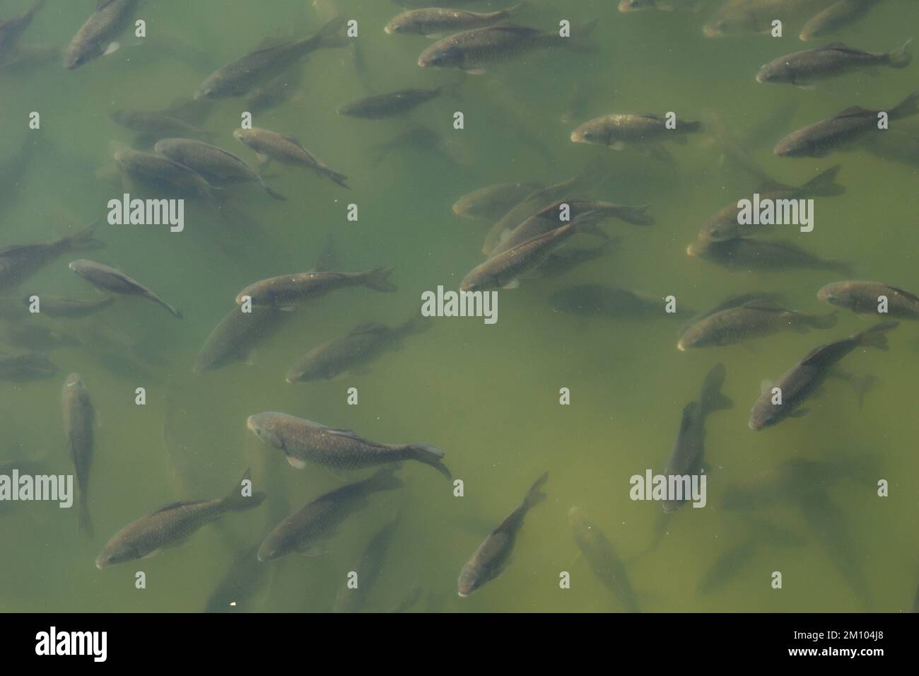Silhouette of dark fish on a natural background of green water. School ...