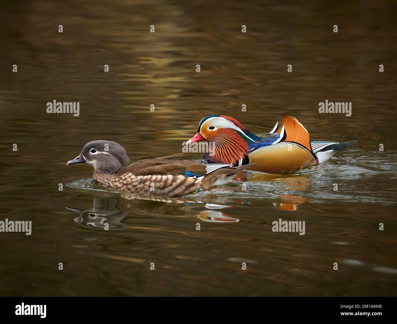 A beautiful shot of two Mandarin ducks (Aix galericulata) swimming ...