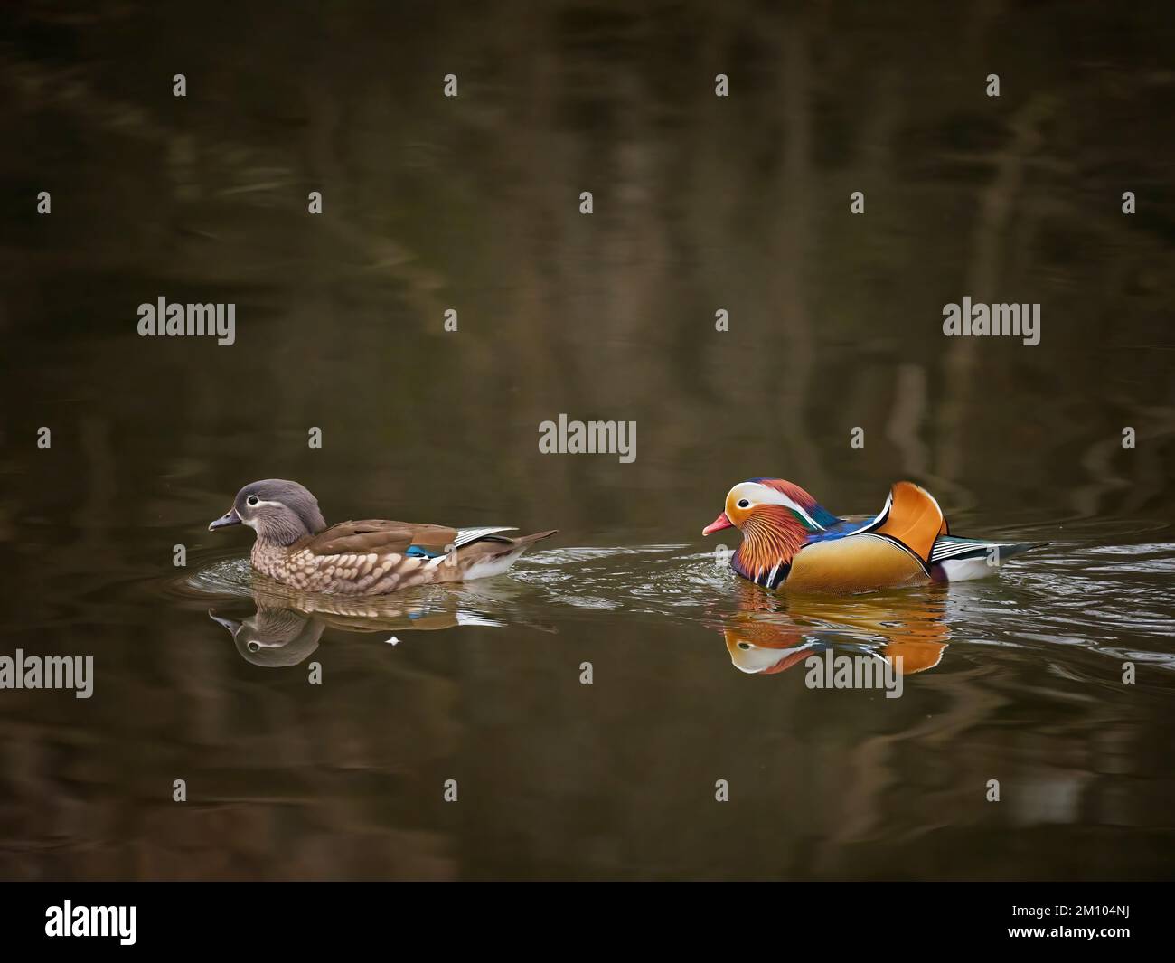 Chinese wallpaper birds hi-res stock photography and images - Alamy