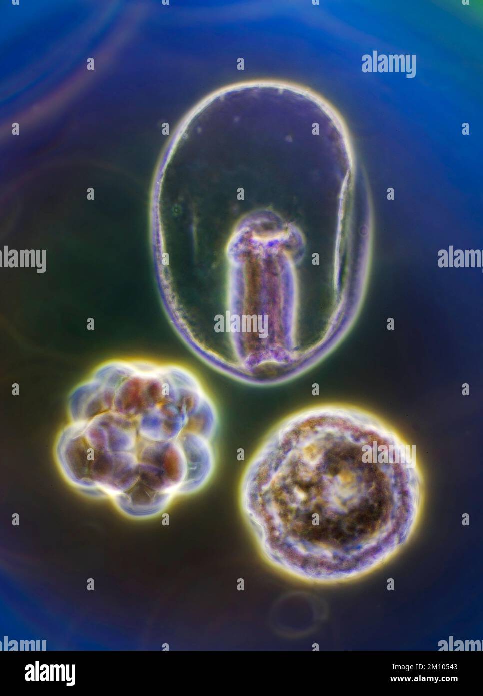 Starfish reproduction hi-res stock photography and images - Alamy