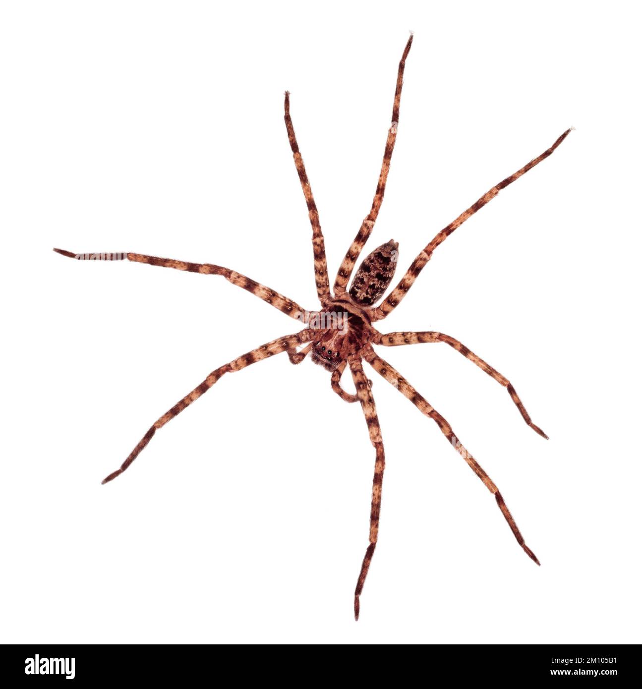 Large huntsman spider, Sarawak, Borneo, East Malaysia. White background ...