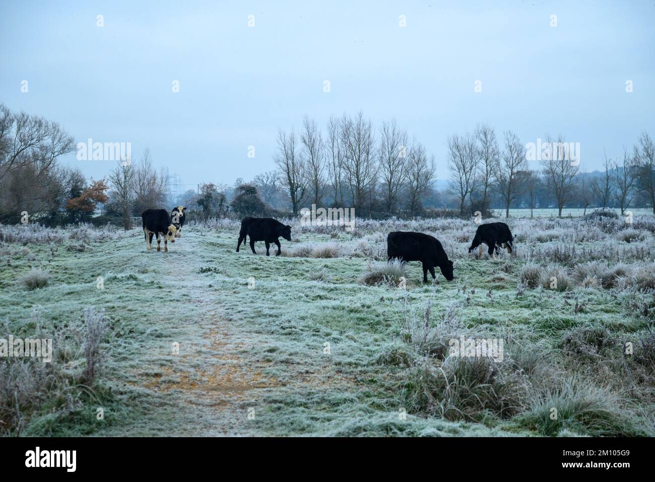 Cows in a frosty field after hard frost, Avon Valley, New Forest ...
