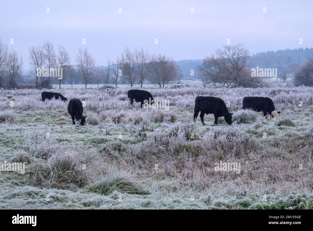 Cows in a frosty field after hard frost, Avon Valley, New Forest ...