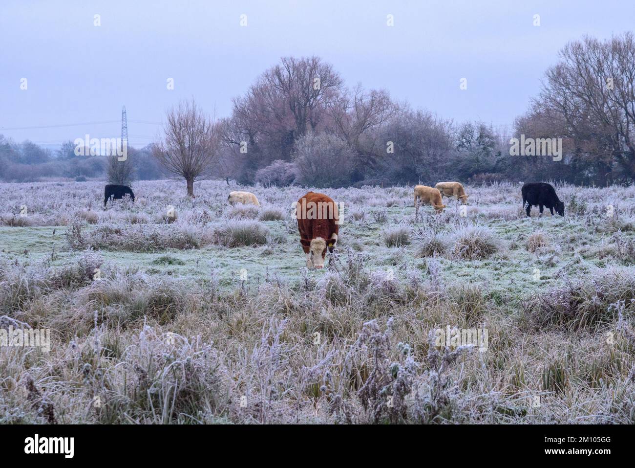 Cows in a frosty field after hard frost, Avon Valley, New Forest ...
