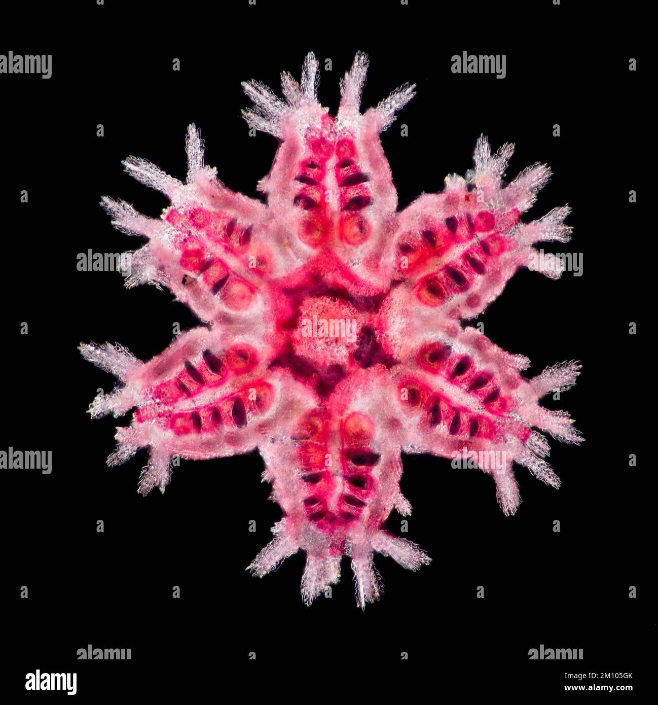 Magenta starfish hi-res stock photography and images - Alamy