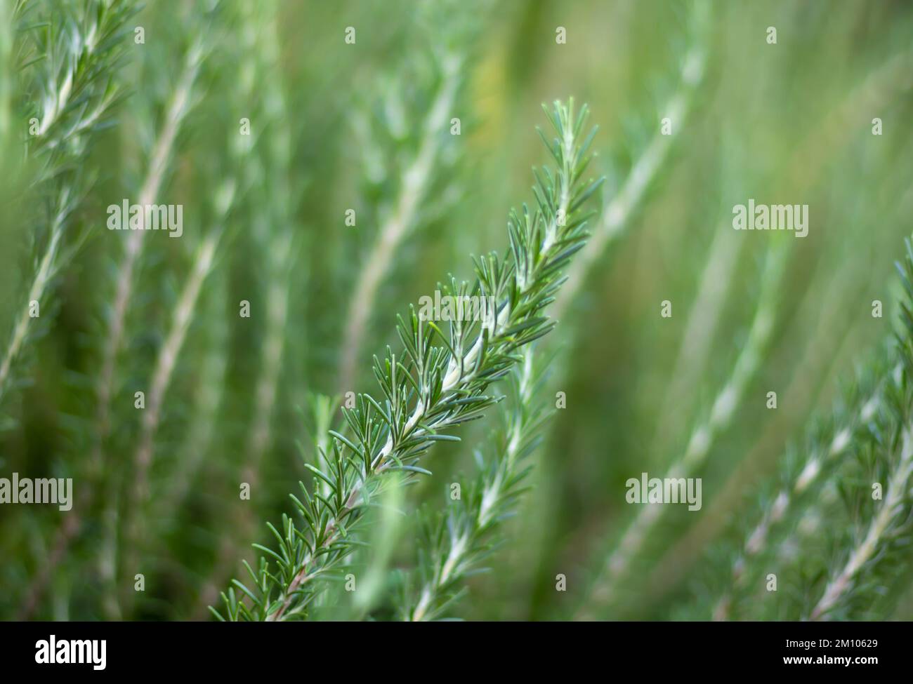 Close-up fresh organic Rosemary herb grow outdoor. Aromatic and ...
