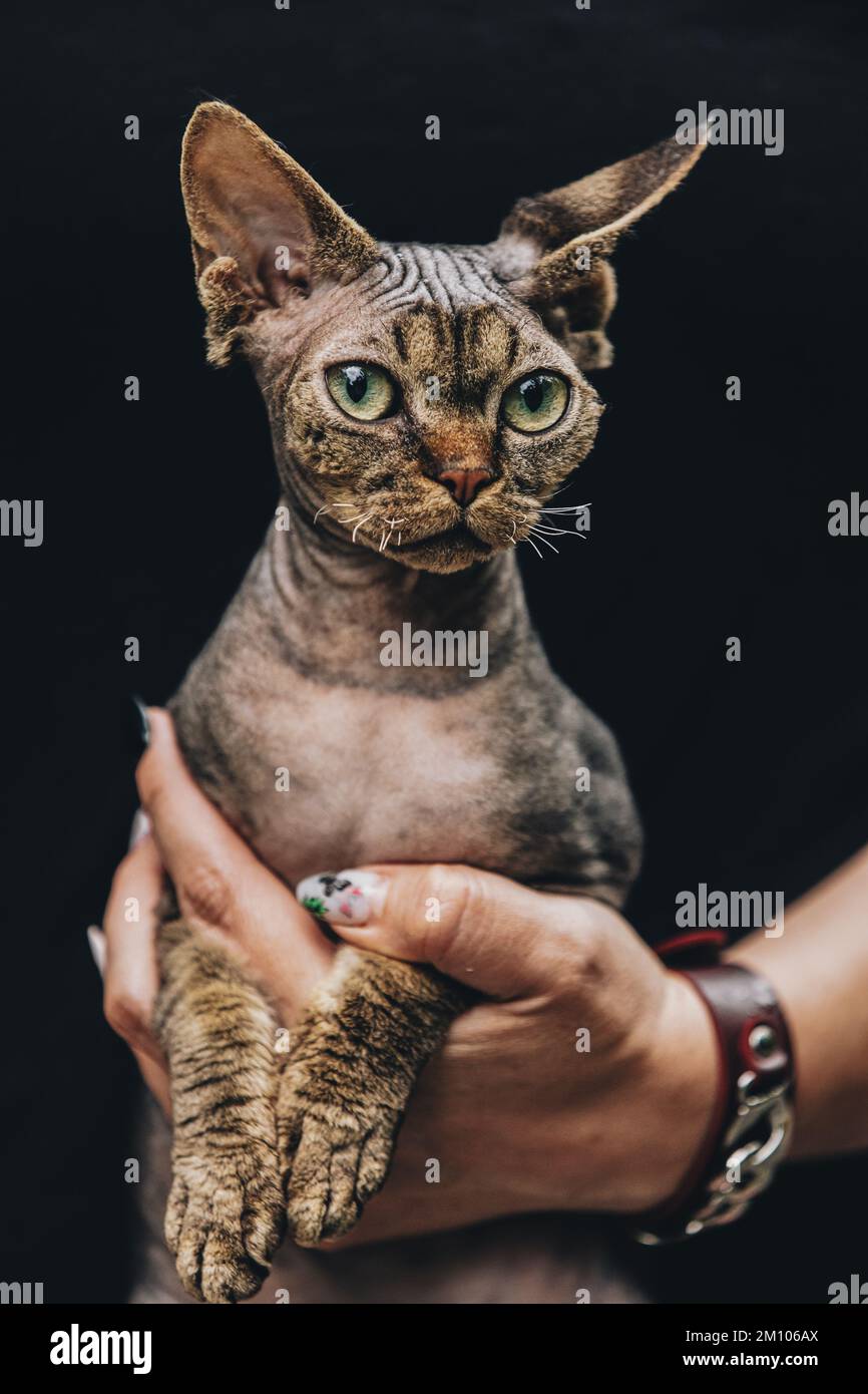 Curious Playful Funny Cute Beautiful Devon Rex Cat Looking At Camera ...