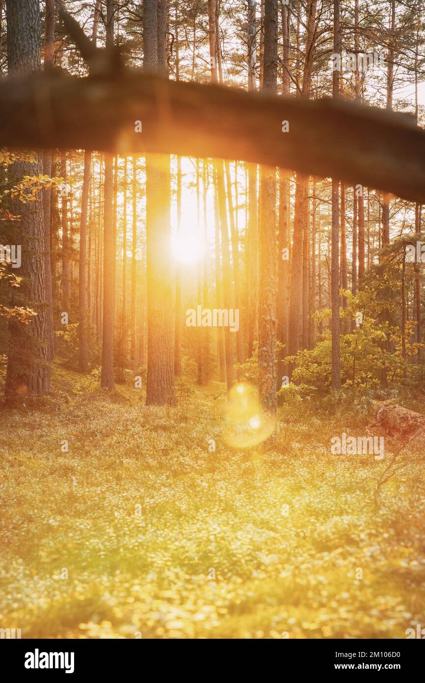 Sunset Sunrise In Summer Forest Trees. Autumn Season. Sunlight Sunrays ...