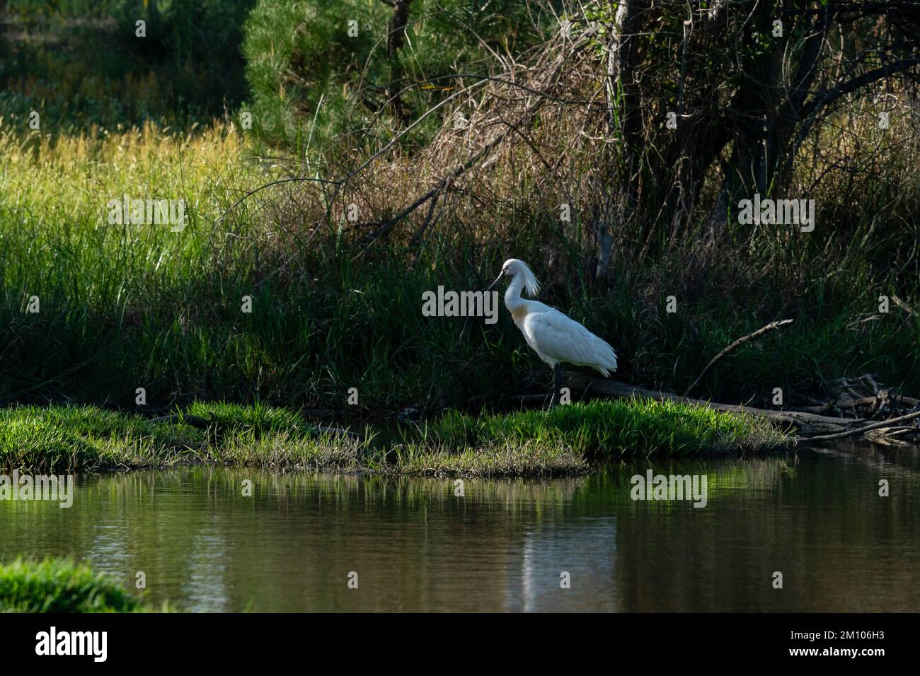 Eurasian Spoonbill (Platalea leucorodia), Donana National & Natural ...