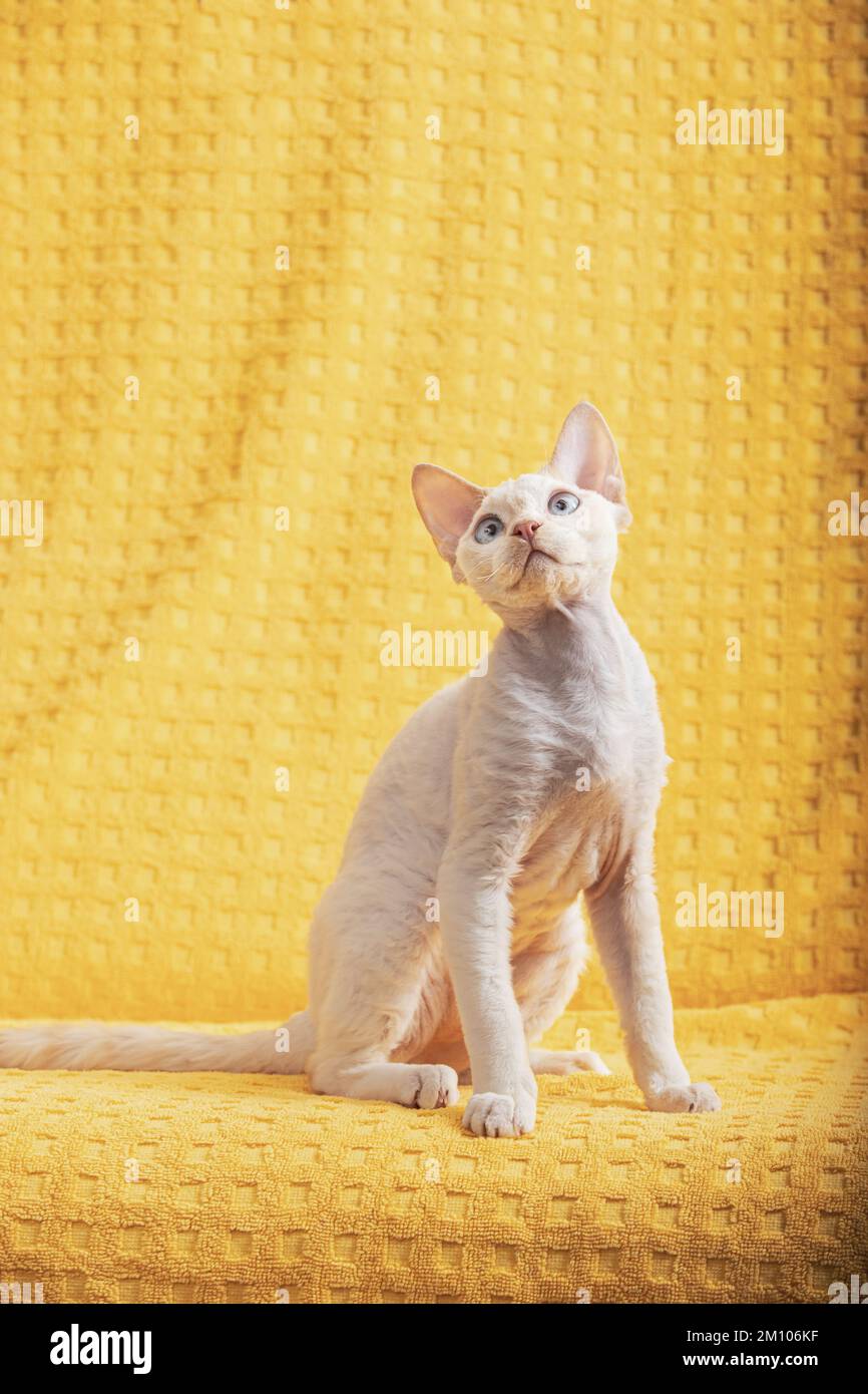 Devon rex cat breed hi-res stock photography and images - Alamy