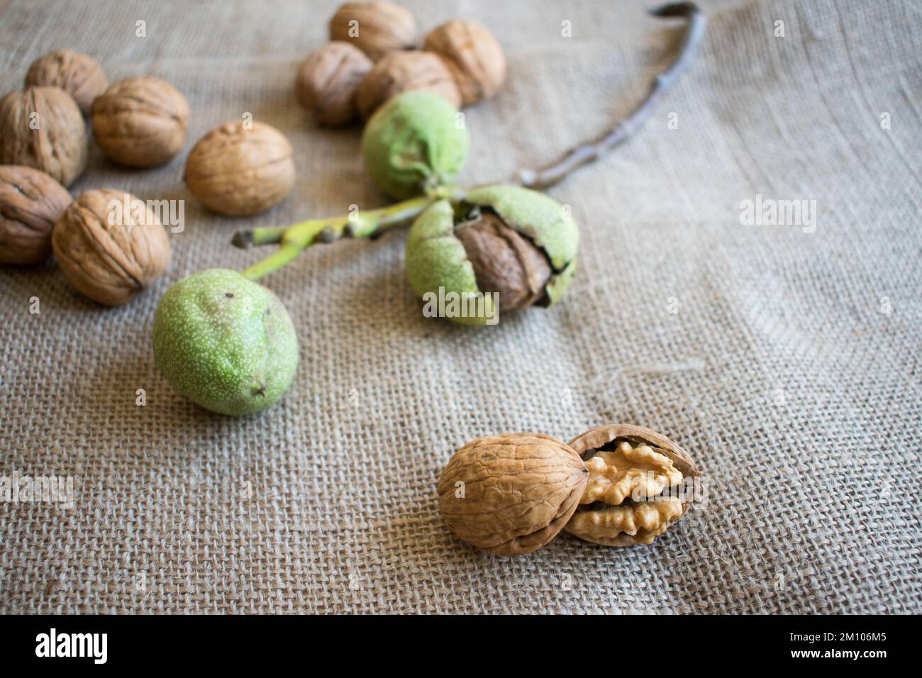 Cracked walnuts and whole walnuts on brown fabric, concept of fresh ...