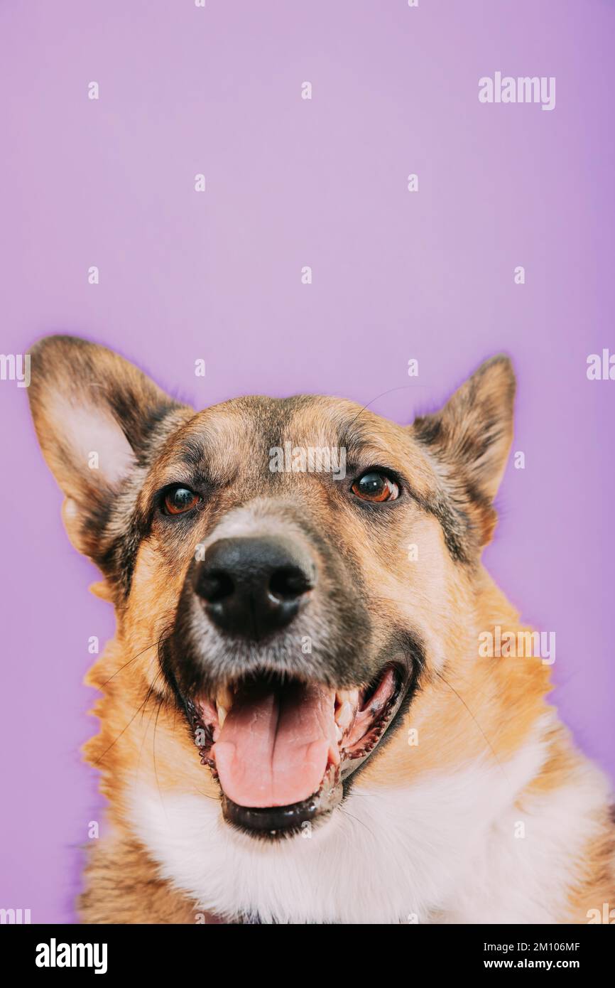 Portrait of mixed-breed mongrel dog with open mouth, sticking ou Stock ...