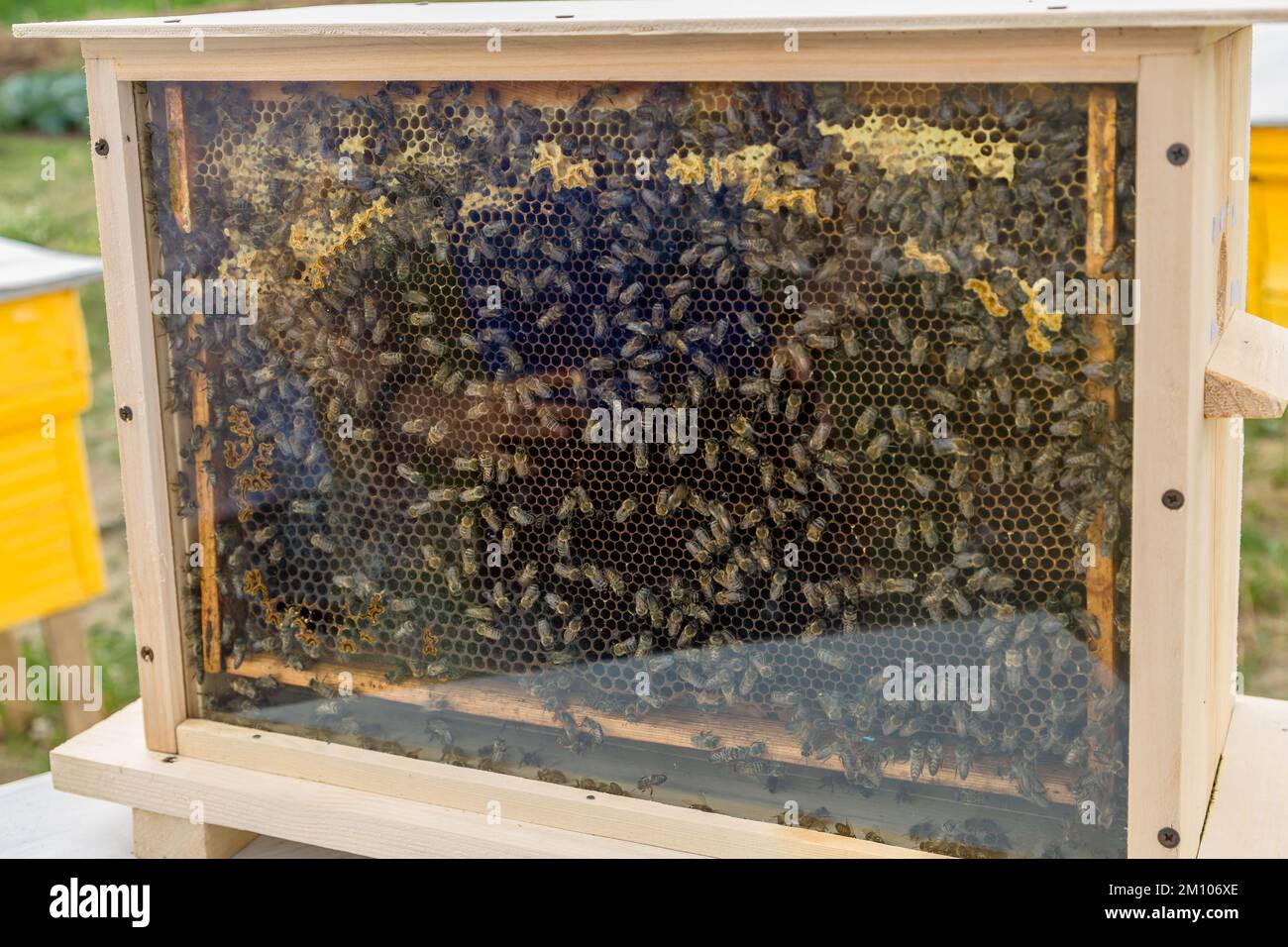 Honey Bees. Honey Bee hive with comb honey and wax in a display behind ...
