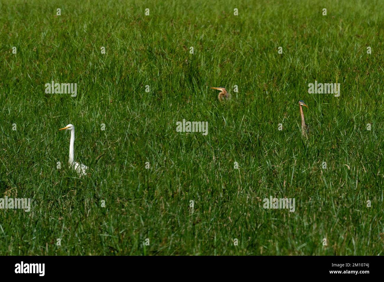 Two purple heron ardea purpurea hi-res stock photography and images - Alamy