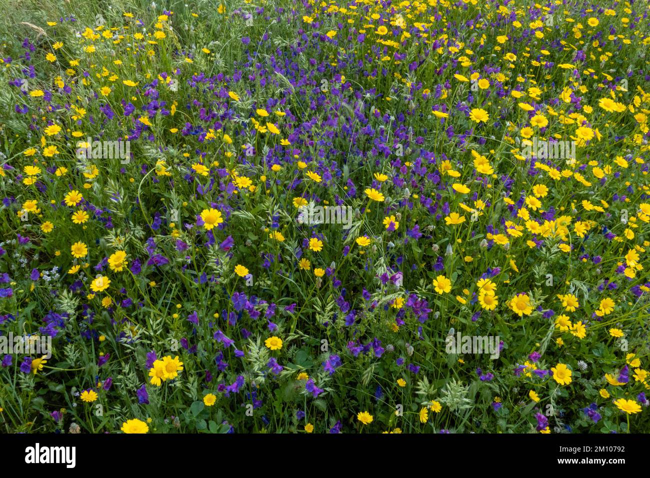 Wildflowers, Donana National & Natural Park, Andalusia, Spain Stock Photo - Alamy
