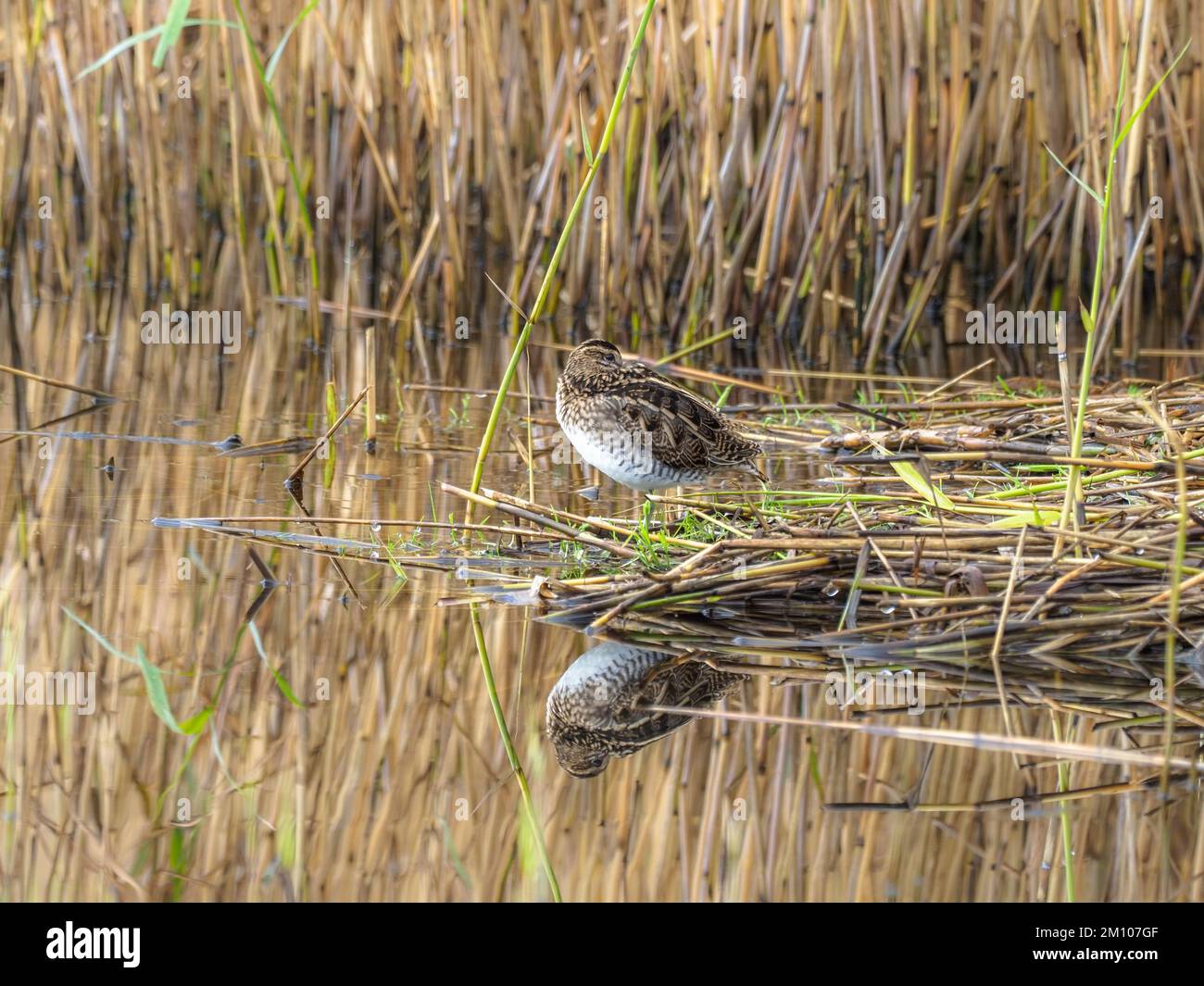 Common snipe resting on edge of reedbed, Teifi Marshes, Wales Stock ...