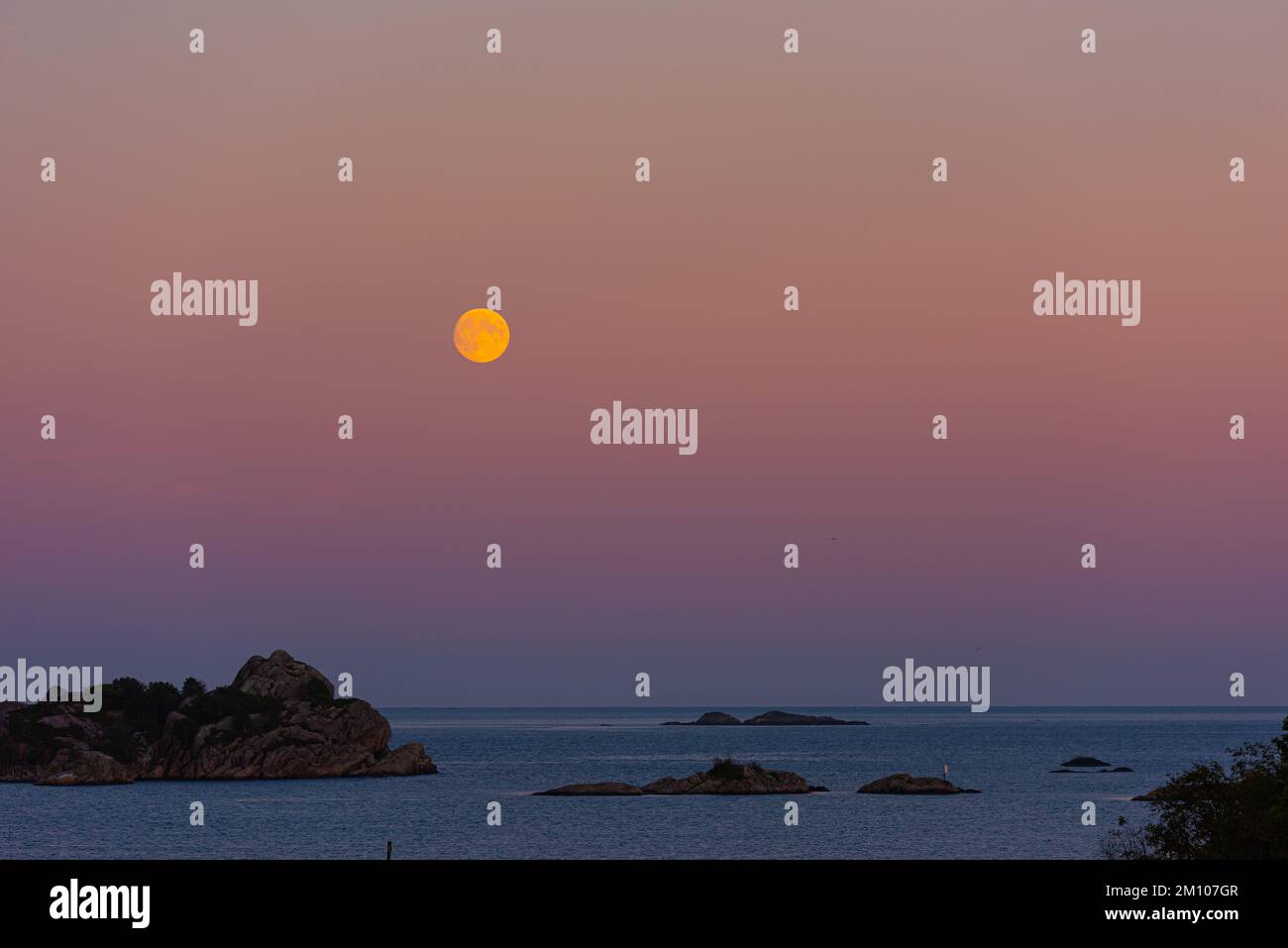 The full moon rising over the ocean in a pinkish and cloudless sky ...