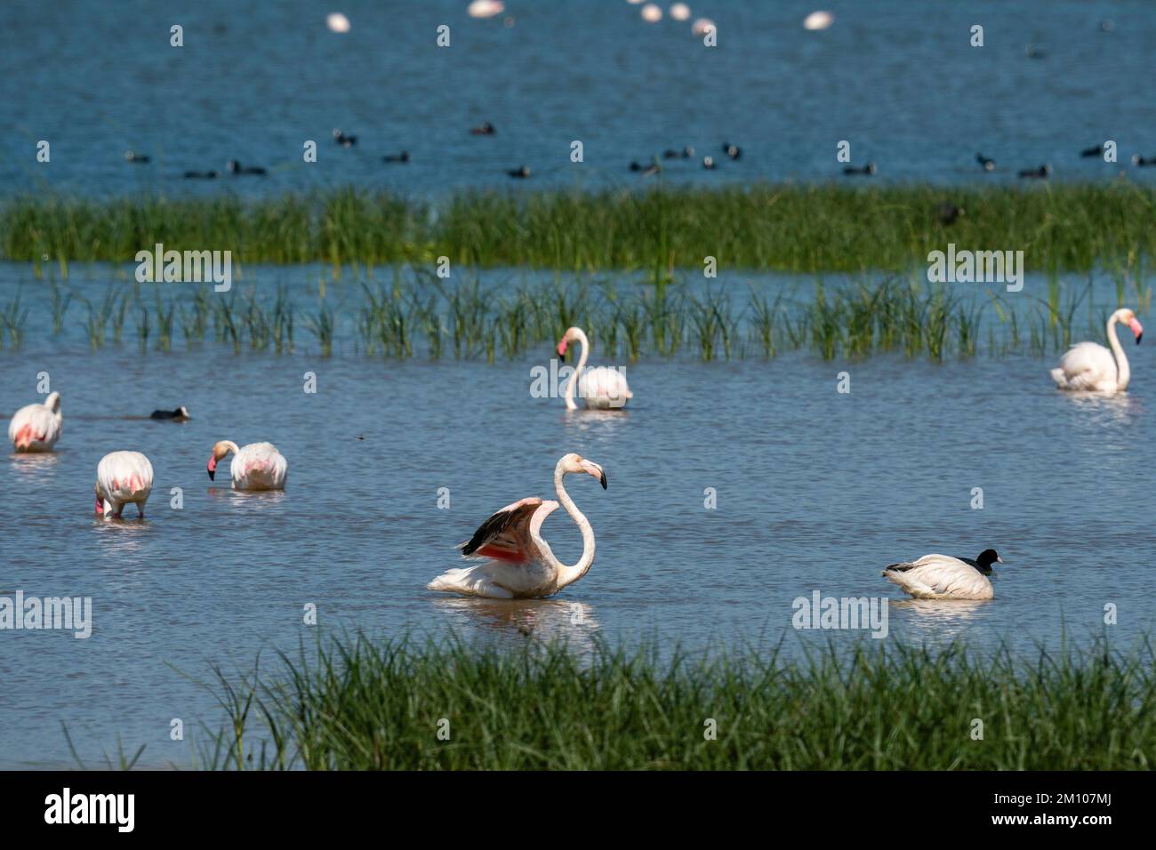 Great Flamingos (Phoenicopterus roseus), Donana National & Natural Park ...