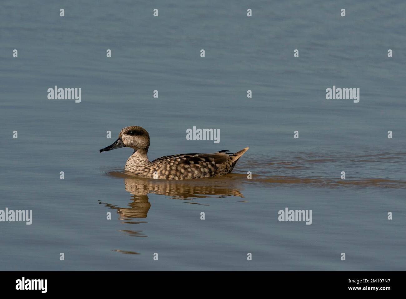 Marbled Teal (Marmaronetta angustirostris), Donana National & Natural Park, Andalusia, Spain ...