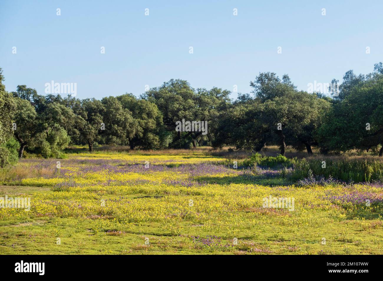 Donana national and natural park hi-res stock photography and images ...