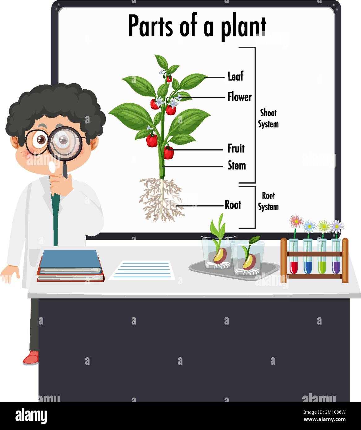 Kid explaining parts of plant illustration Stock Vector Image & Art - Alamy