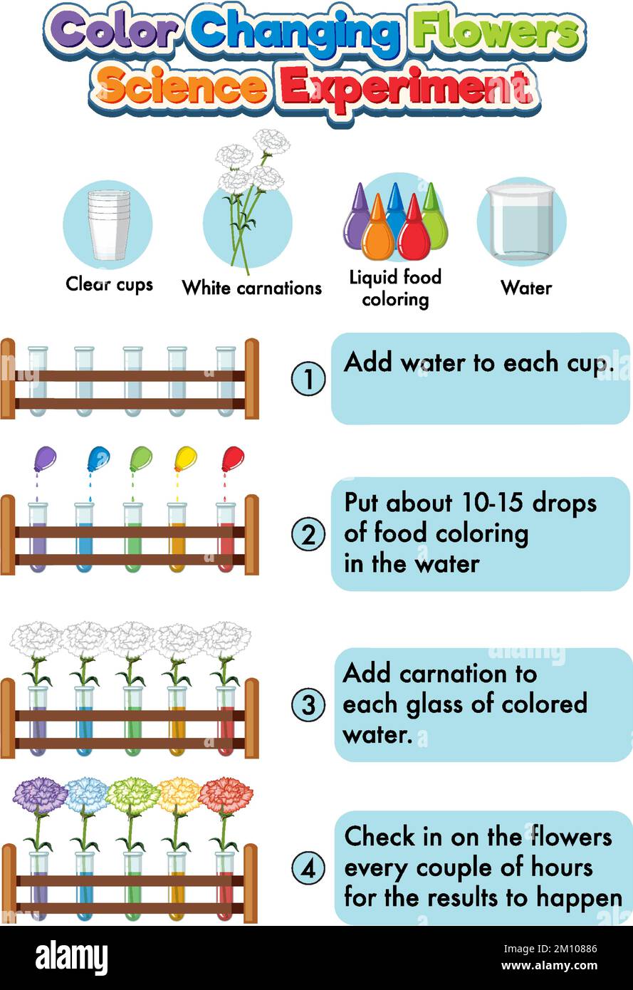 Color changing flowers science experiment illustration Stock Vector ...
