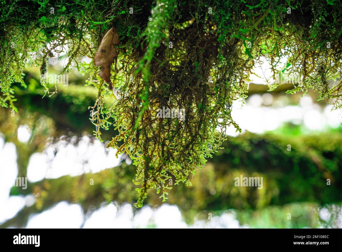 A variety of colorful flora on the island of Madeira. Beautifully ...
