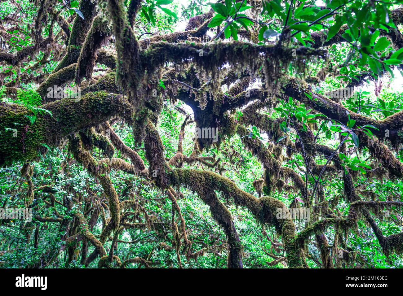 A variety of colorful flora on the island of Madeira. Beautifully ...