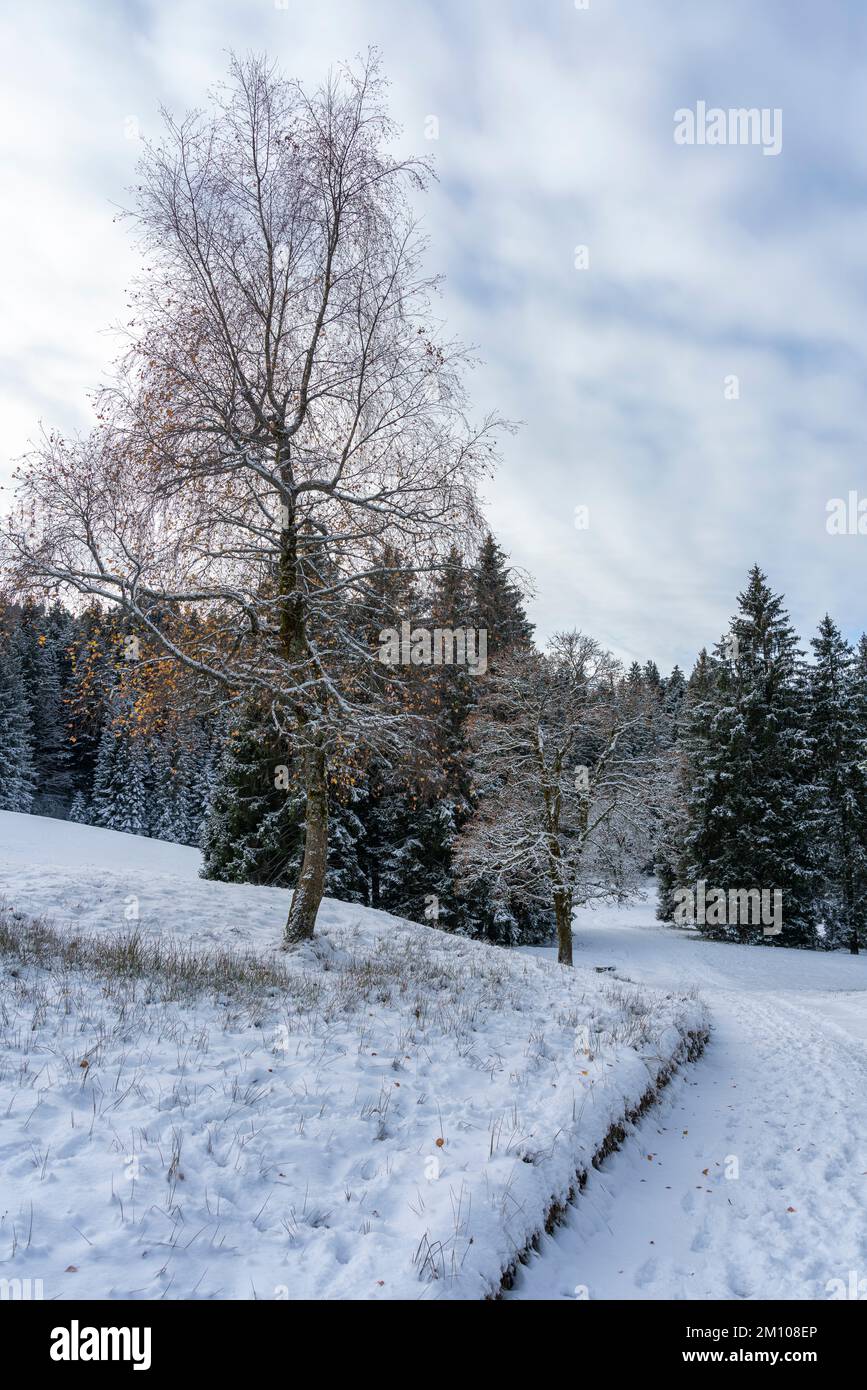 verschneiter Baum am Strassenrand auf einer weissen Wiese vor einem ...