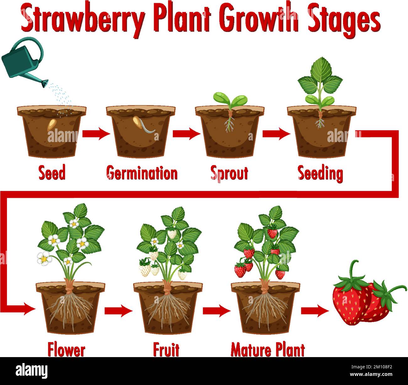 Strawberry Plant Growth Stages illustration Stock Vector Image & Art ...