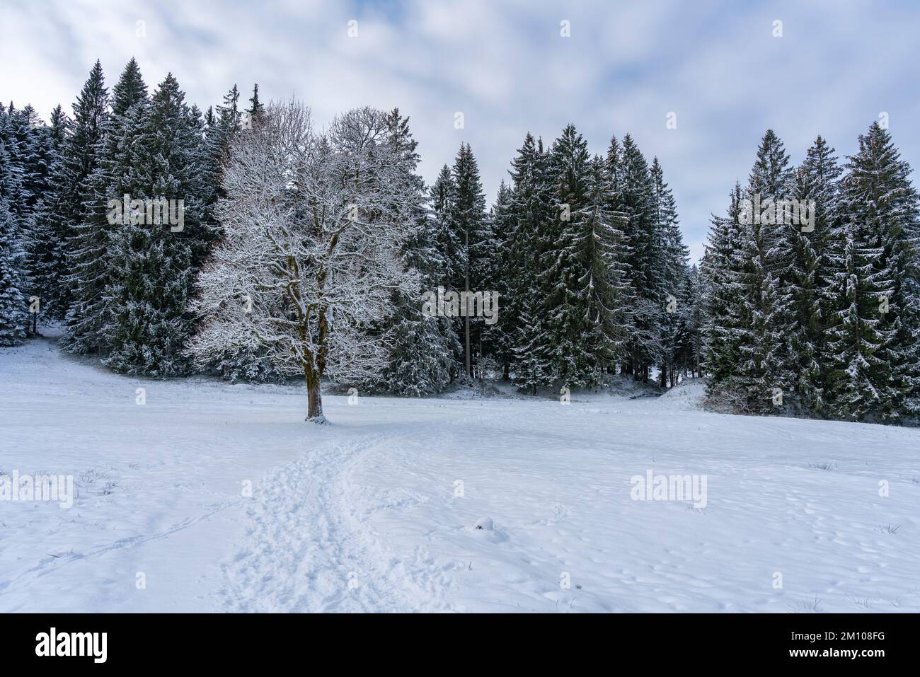 verschneiter Baum am Strassenrand auf einer weissen Wiese vor einem ...