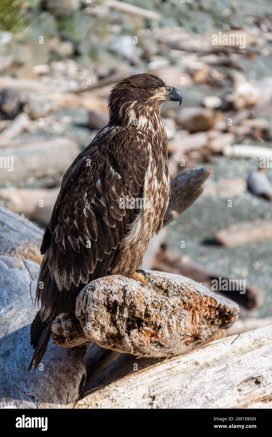 A vertical shot of a young bald eagle sitting on a log on the beach ...
