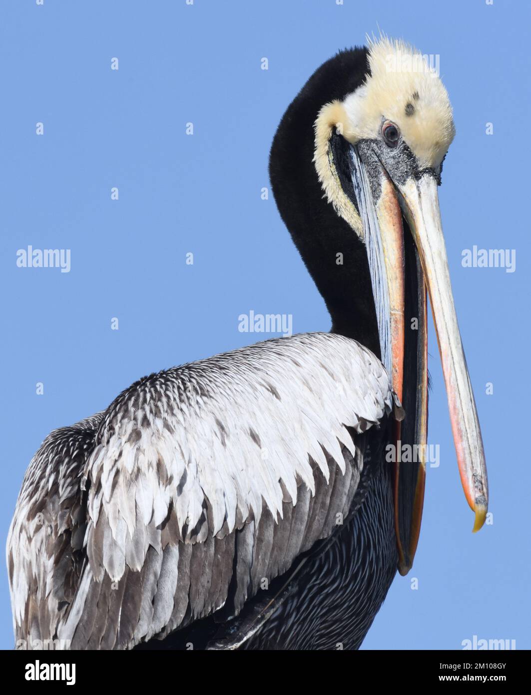 A peruvian pelican (Pelecanus thagus) preening. Ballestas Islands ...