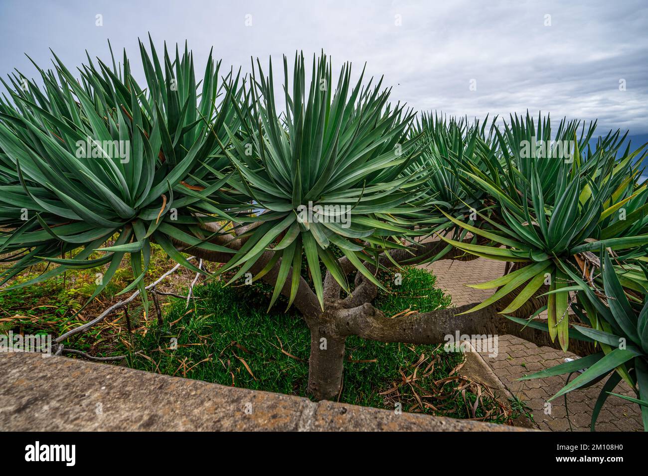 A variety of colorful flora on the island of Madeira. Beautifully ...