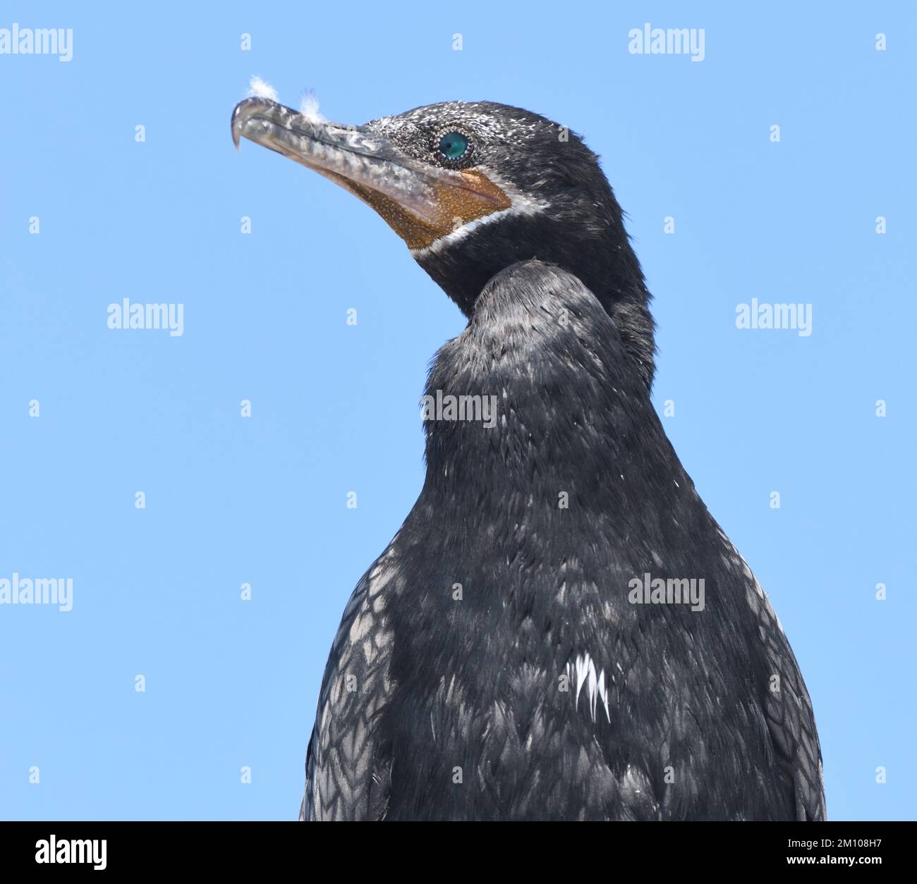 Portrait of a neotropic cormorant (Nannopterum brasilianum). Ballestas ...