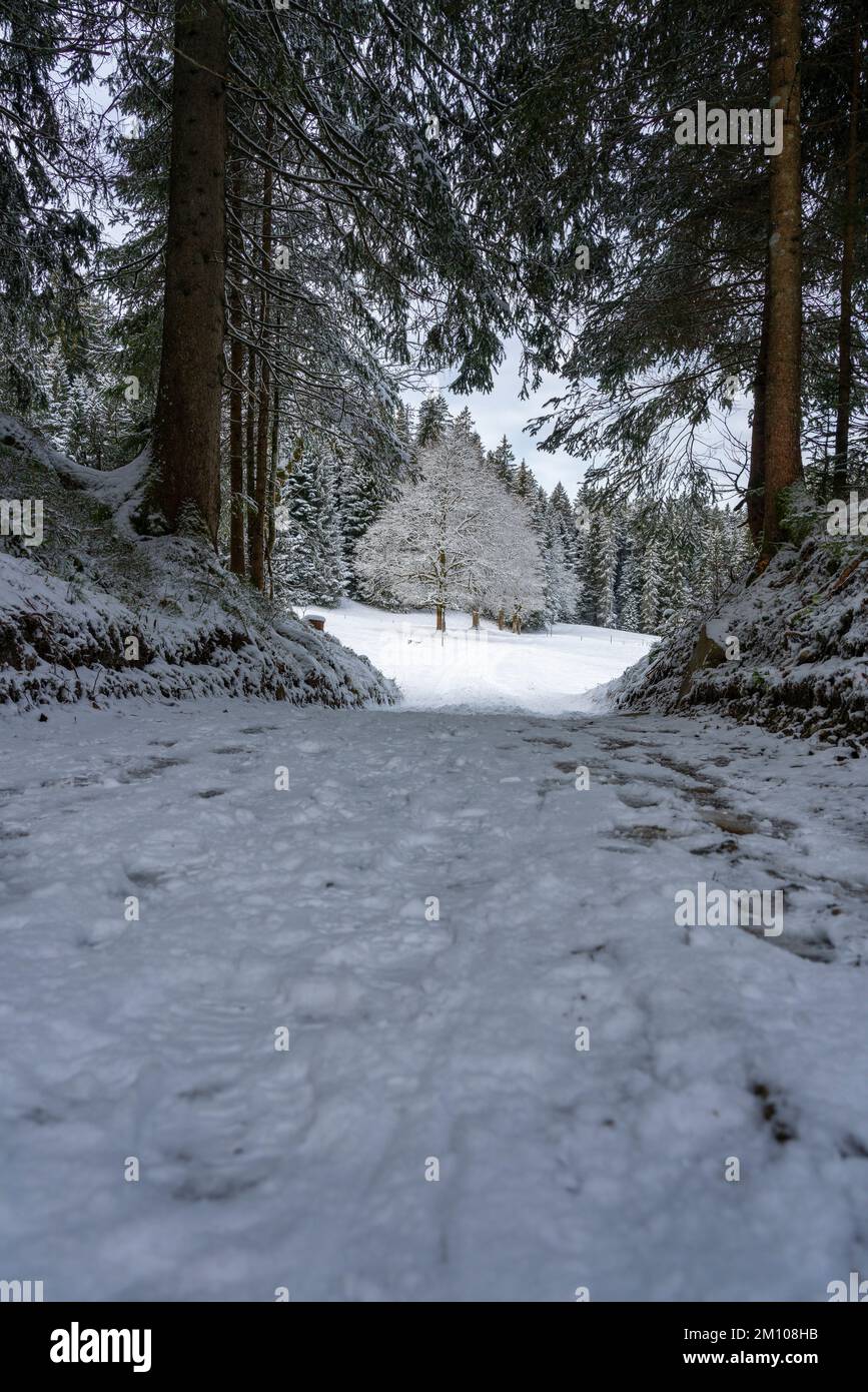 verschneiter Baum am Strassenrand auf einer weissen Wiese vor einem ...