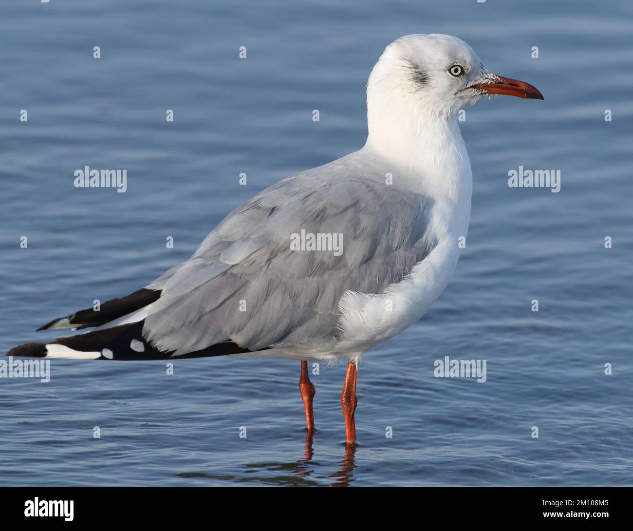A grey-hooded gull (Chroicocephalus cirrocephalus) stands in shallow ...
