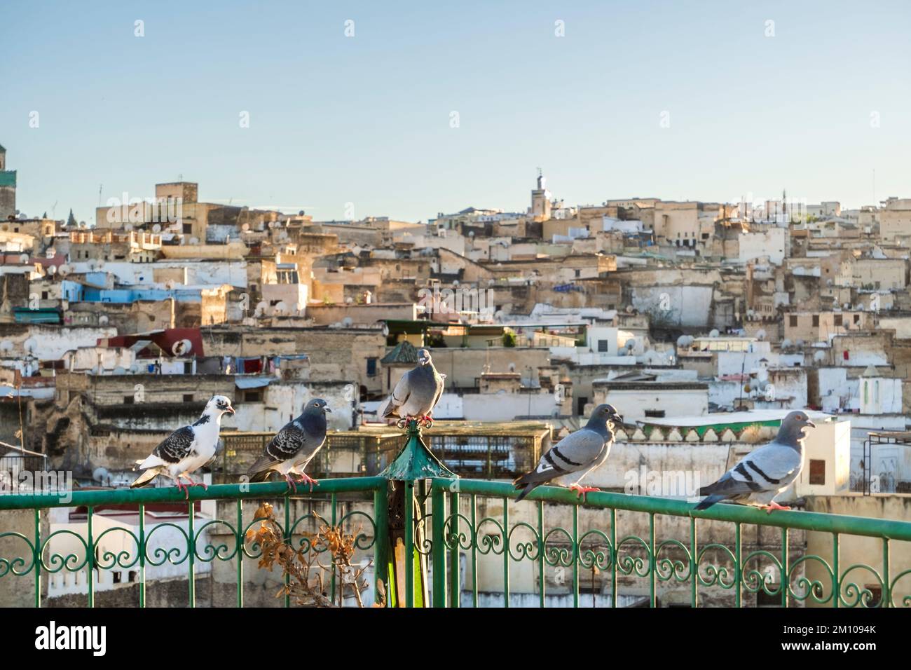 Medina of Fez skyline with pigeons resting on rooftop terrace at sunset ...