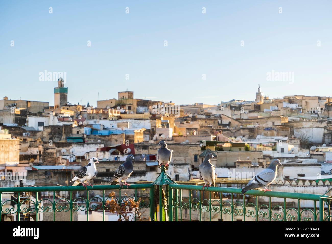 Medina of Fez skyline with pigeons resting on rooftop terrace at sunset ...