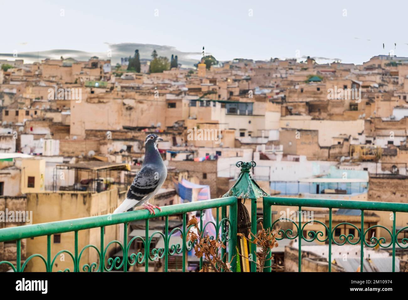 Pigeon resting on rooftop terrace in arabic old town called Medina, Fez ...