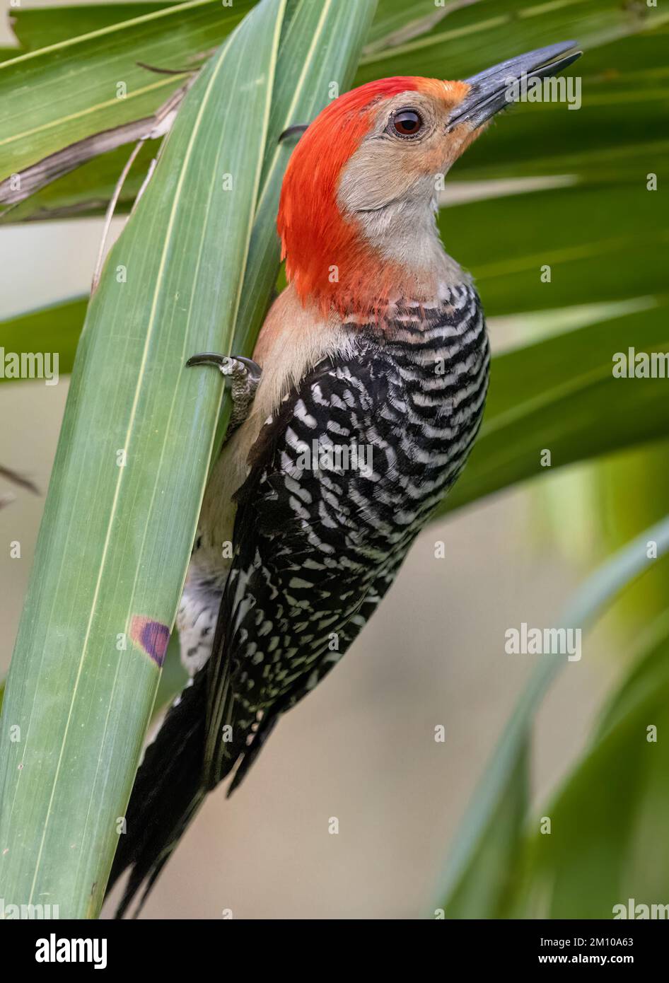 Florida red headed bird hi-res stock photography and images - Alamy